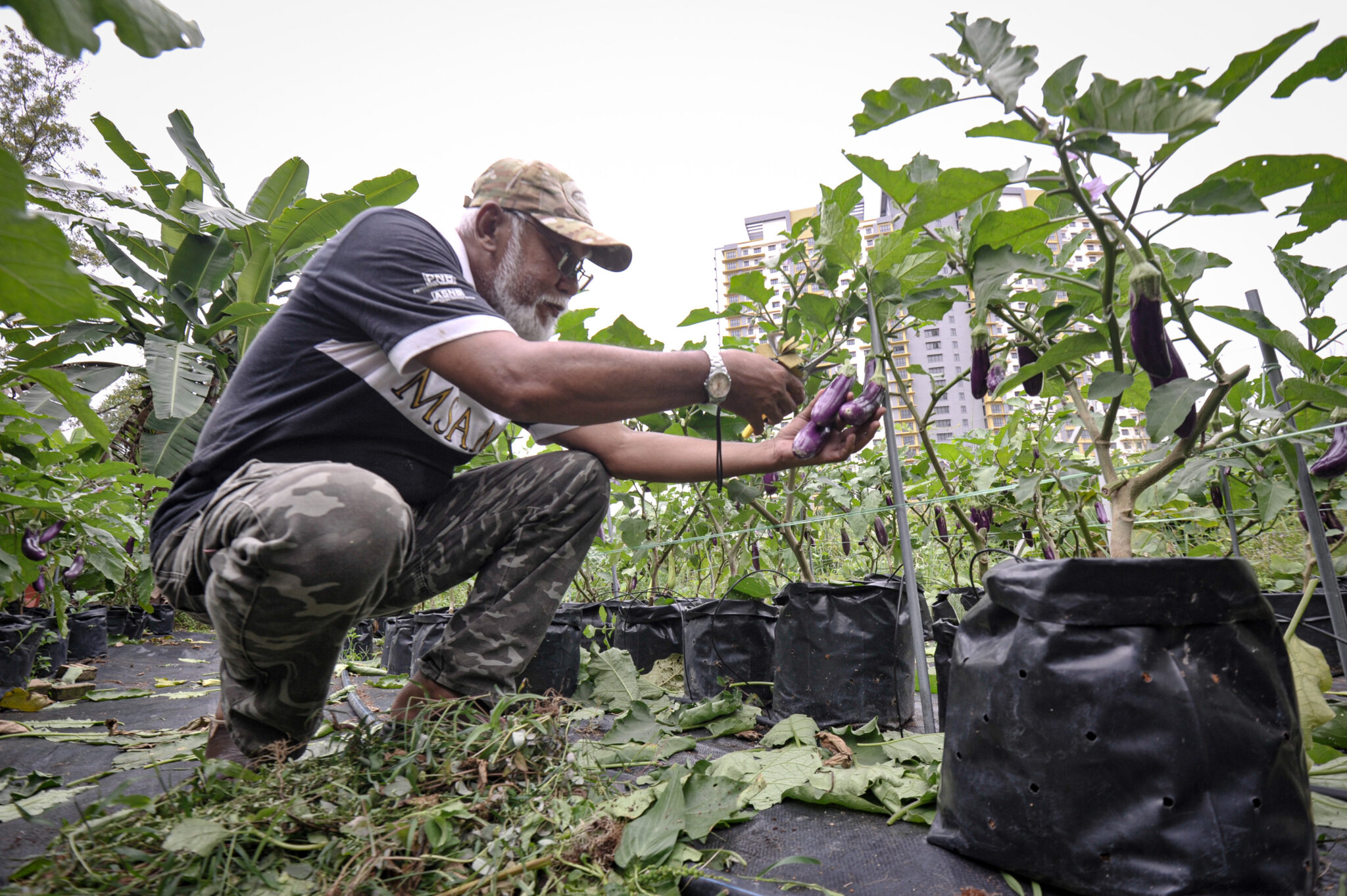 Program Pertanian Bandar terjemah agenda pembangunan mampan, sekuriti ...