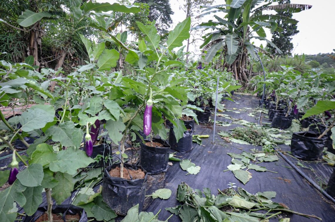 Program Pertanian Bandar terjemah agenda pembangunan mampan, sekuriti ...