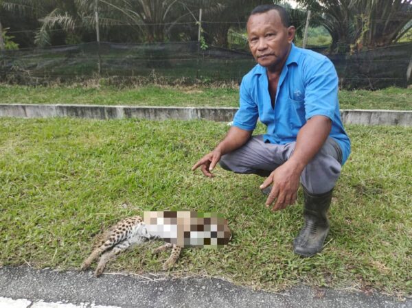 Kucing batu mati dilanggar - Kosmo Digital