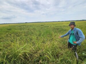 Padi angin 'rampas' rezeki pesawah - Kosmo Digital