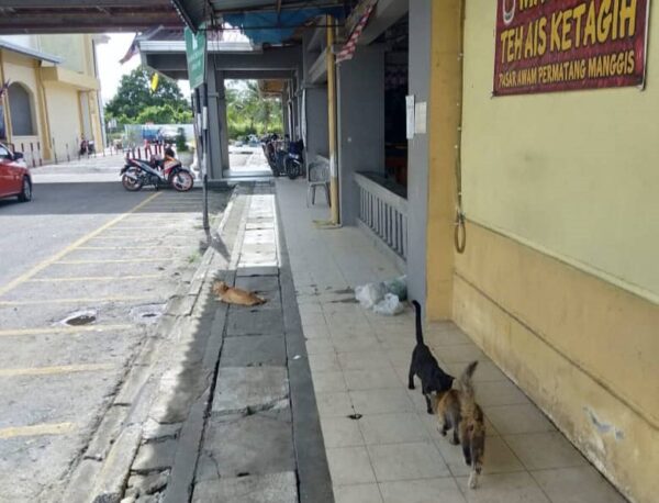 Masalah buang kucing di pasar makin menjadi-jadi - Kosmo Digital