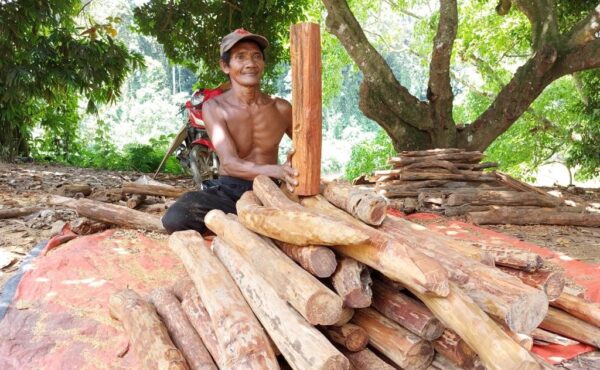 Orang Asli tersenyum, jualan Raja Kayu cecah RM2,000 seminggu - Kosmo ...