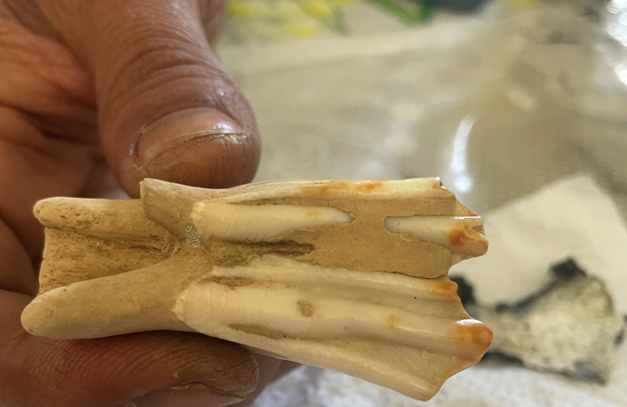 Objek ditemui di Melaka mungkin gigi dinosaur - Perzim - Kosmo Digital