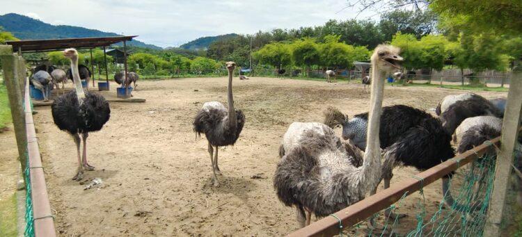Pelihara hampir 100 ekor burung unta - Kosmo Digital