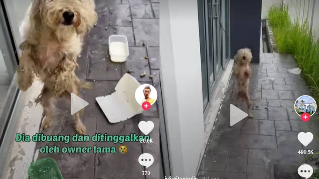 Anjing kurus kering perlu bantuan - Kosmo Digital Anjing kurus kering perlu bantuan - Kosmo Digital