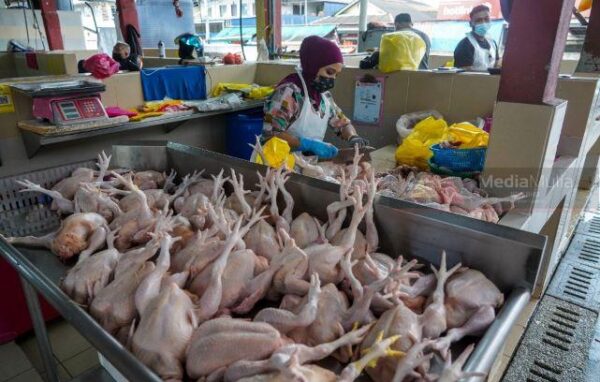 Harga ayam masih dibawah paras kawalan - Kosmo Digital