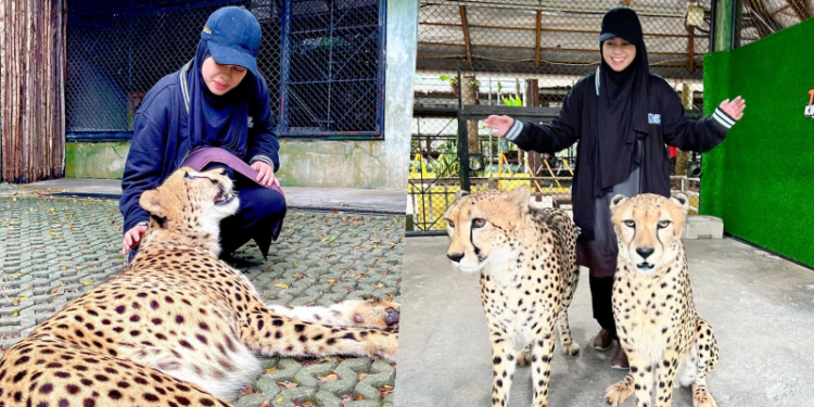 Beraninya Heliza Helmi bermain dengan citah - Kosmo Digital