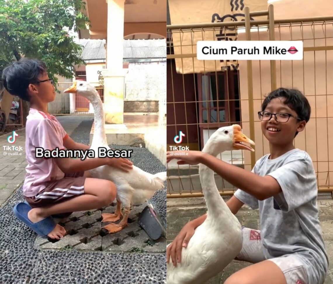Budak ‘berkawan’ dengan angsa tarik perhatian netizen - Kosmo Digital