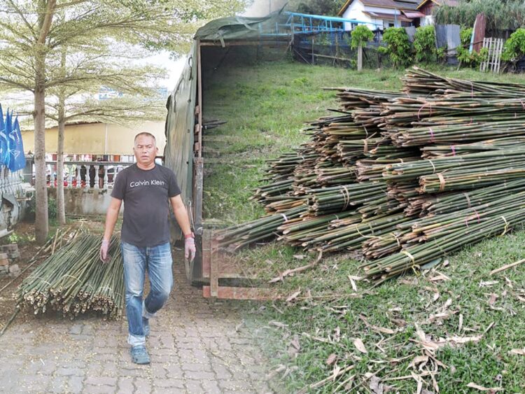 Kaut untung RM50,000 jual buluh sempena PRU15 - Kosmo Digital