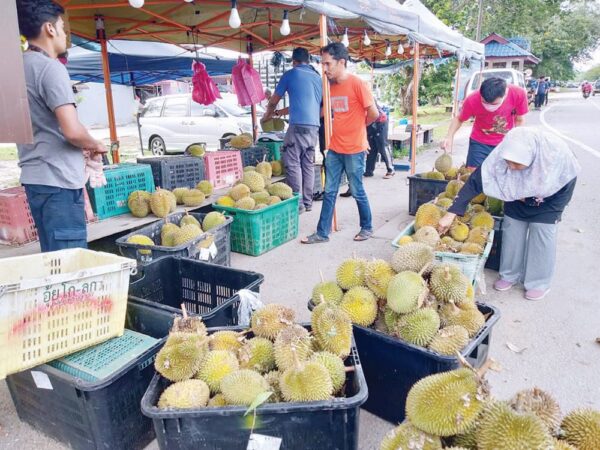 Durian luar musim jadi rebutan - Kosmo Digital