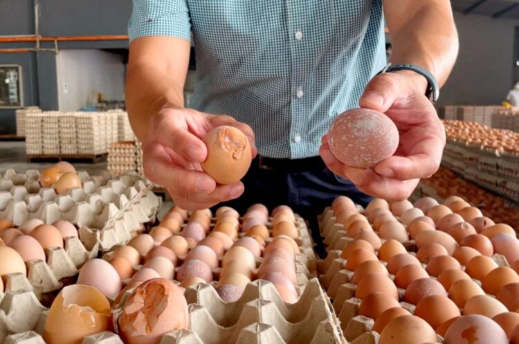 Bekalan kurang, telur pecah pula jadi buruan tauke kek - Kosmo Digital