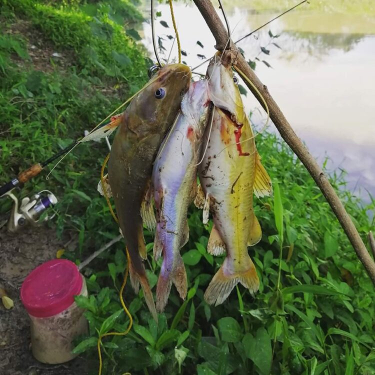 Kepuasan buru baung kuning - Kosmo Digital