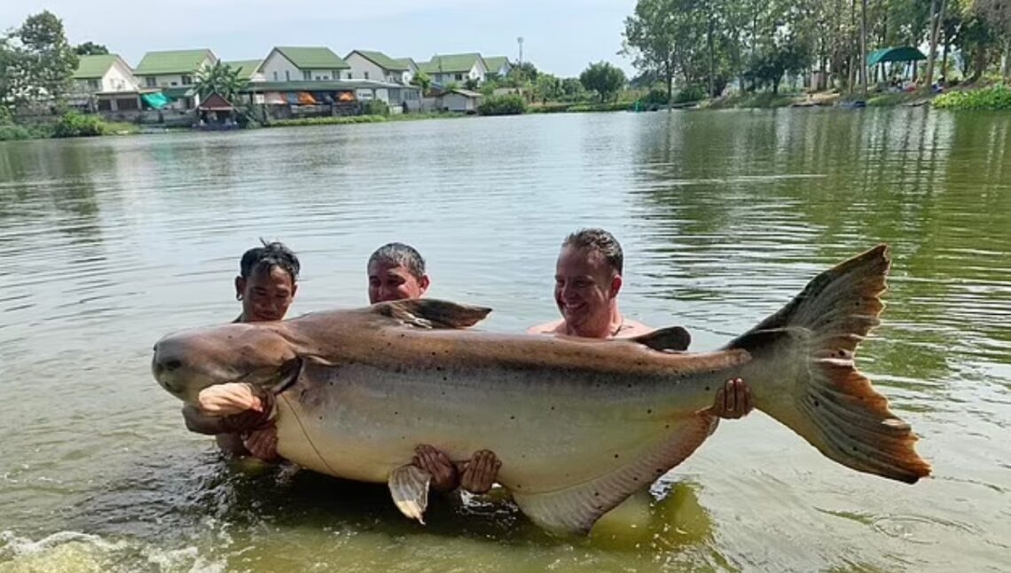 Dibuli ‘gorgon’ Beting Raja Jarum - Kosmo Digital