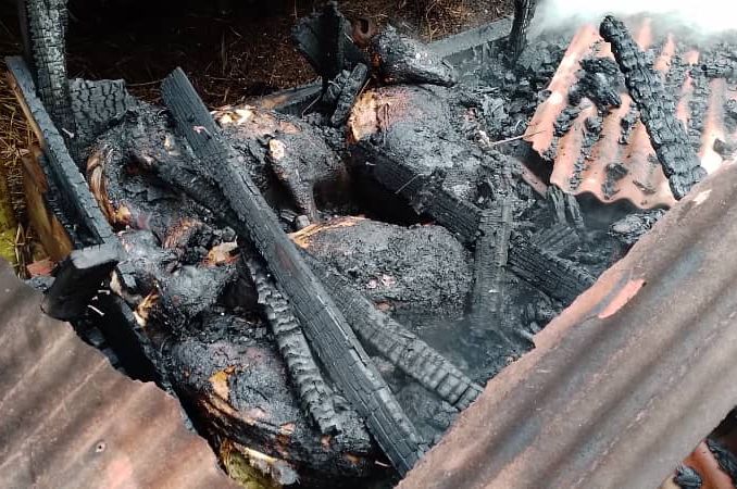 Penternak rugi 13 ekor kambing rentung dalam kebakaran - Kosmo Digital