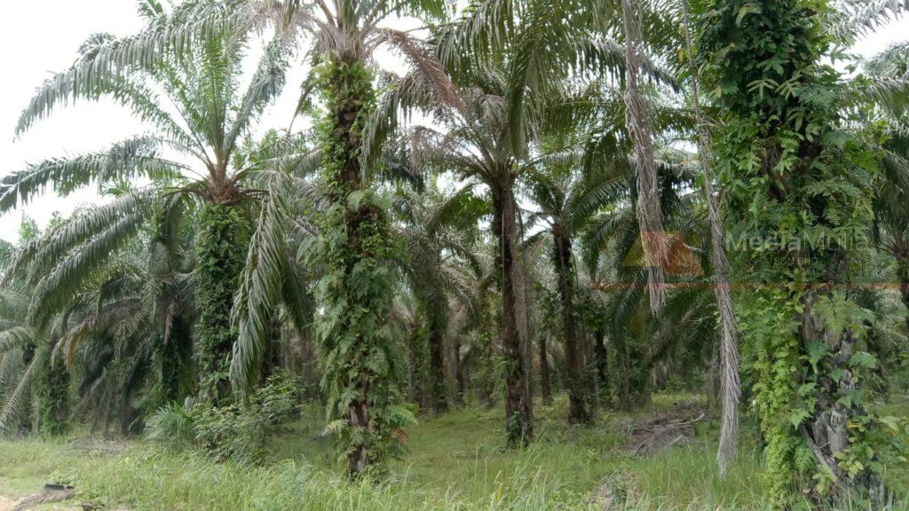 Sawit busuk di pokok, tiada buruh ladang - Kosmo Digital