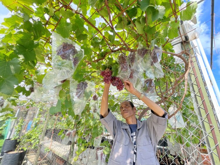 ‘Bangga dapat tanam lebih 50 jenis anggur’ - Kosmo Digital