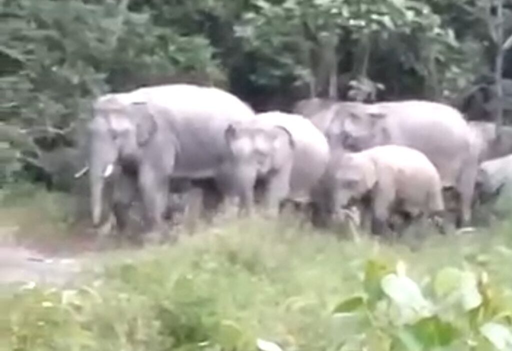 Perumahan Pejabat Ladang Hutan Kemasul 'diserang' gajah - Kosmo Digital