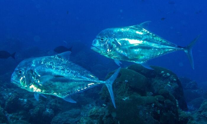Perairan Kuantan ‘port’ buru ebek - Kosmo Digital