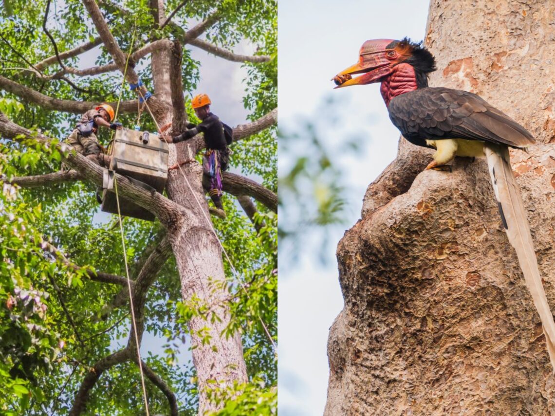 Usaha pulihara spesies enggang terancam - Kosmo Digital