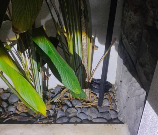 Rumah PM dimasuki ular tedung hitam - Kosmo Digital