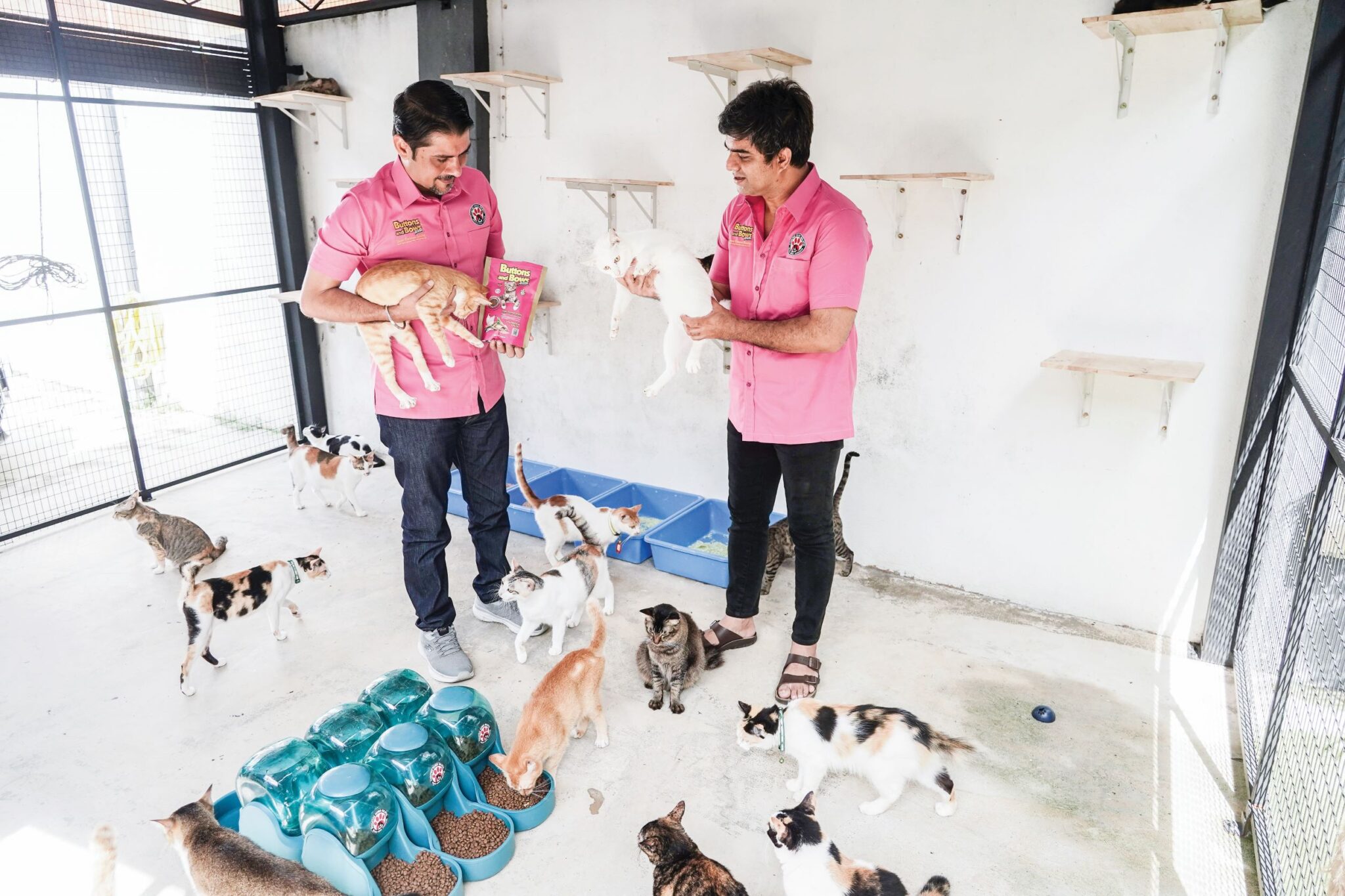 Kucing mahal pun jadi gelandangan - Kosmo Digital