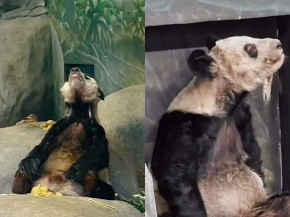 Panda ‘Yaya’ kurus, tak bermaya di Zoo Memphis, Amerika Syarikat ...