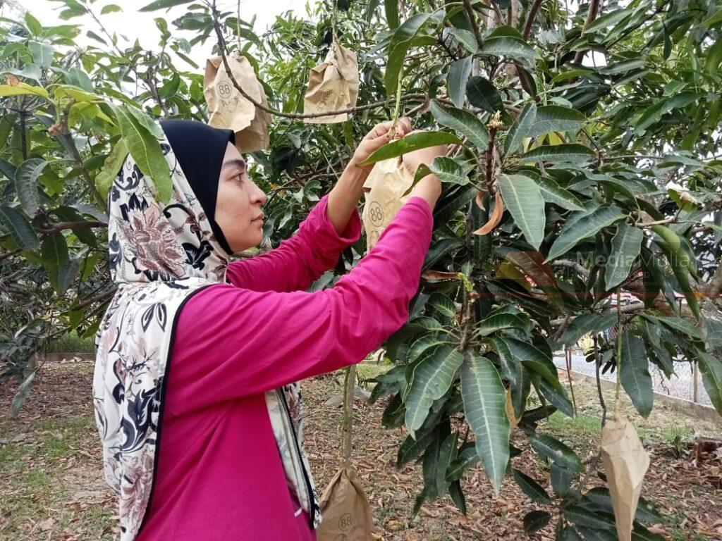 Bunga paling wangi mekar satu malam sahaja dalam setahun - Kosmo Digital