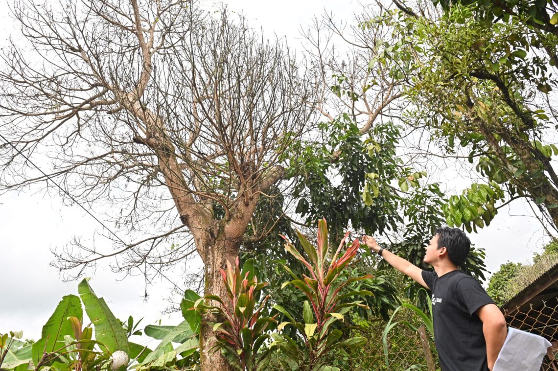 Penduduk Kampung Pulau Bahagia diserang ribuan ulat bulu - Kosmo Digital
