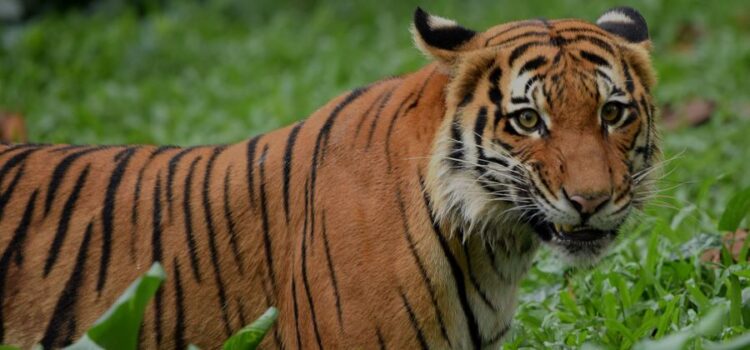 Usaha tingkatkan bilangan pak belang - Kosmo Digital