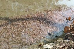 Ribuan bronok terdampar di Sungai Melaka - Kosmo Digital