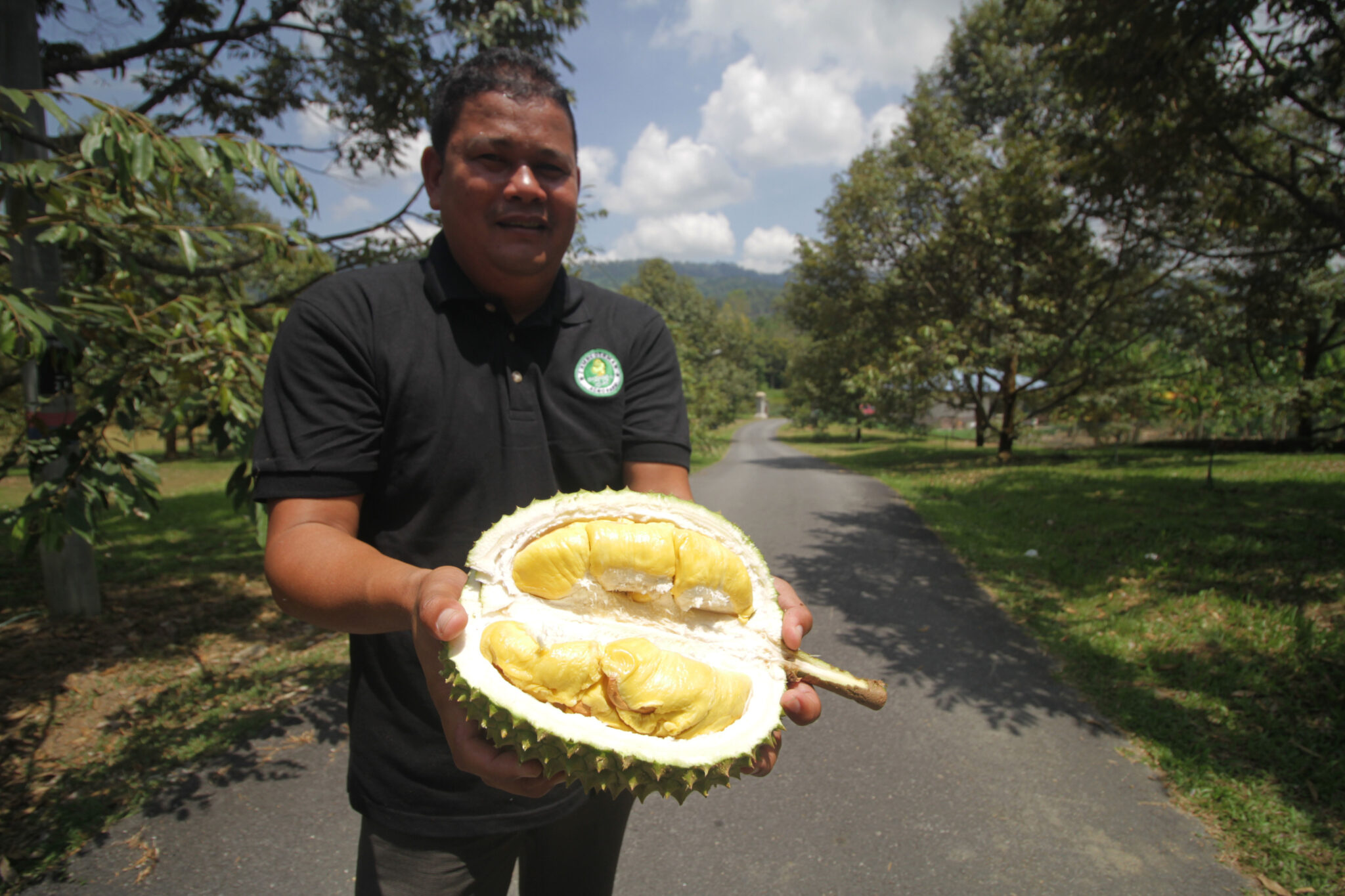 Musang king Raub menjadi, luruh hujung bulan - Kosmo Digital