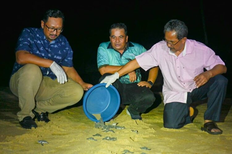 Larangan jual telur naikkan populasi penyu Terengganu - Kosmo Digital