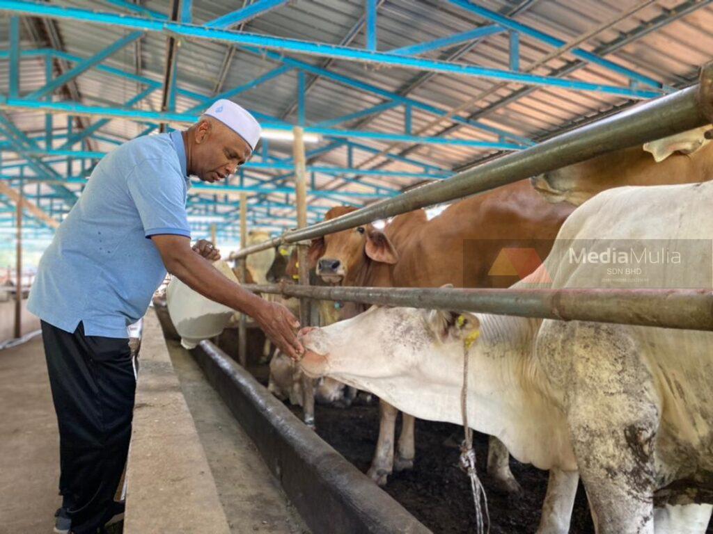 1Media.My: Ekonomi rakyat merosot, lembu korban banyak tak laku