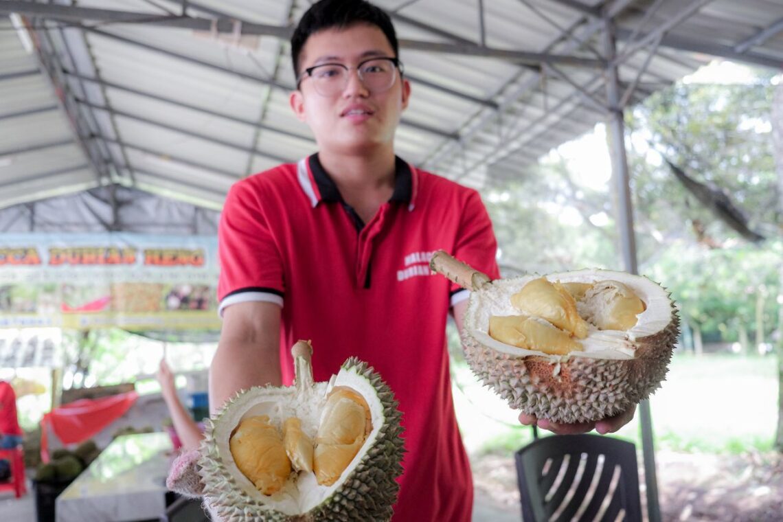 Udang merah atas bukit Melaka jadi rebutan peminat raja buah - Kosmo ...
