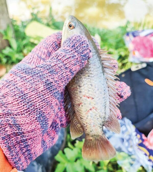 Memburu puyu sawah Sekinchan - Kosmo Digital