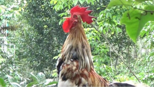 [VIDEO] Ayam ketawa semakin popular - Kosmo Digital