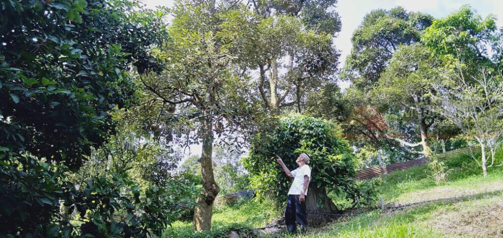 60 pekebun resah pokok durian tak berbuah lebat - Kosmo Digital