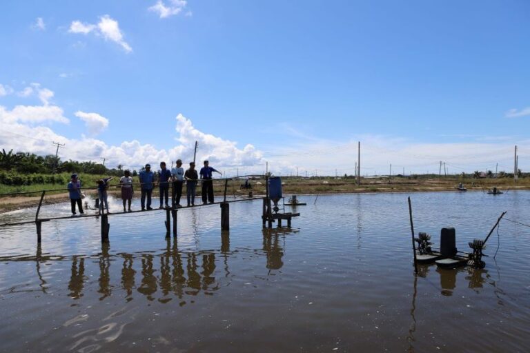 Ladang udang mesra alam pertama di Malaysia - Kosmo Digital