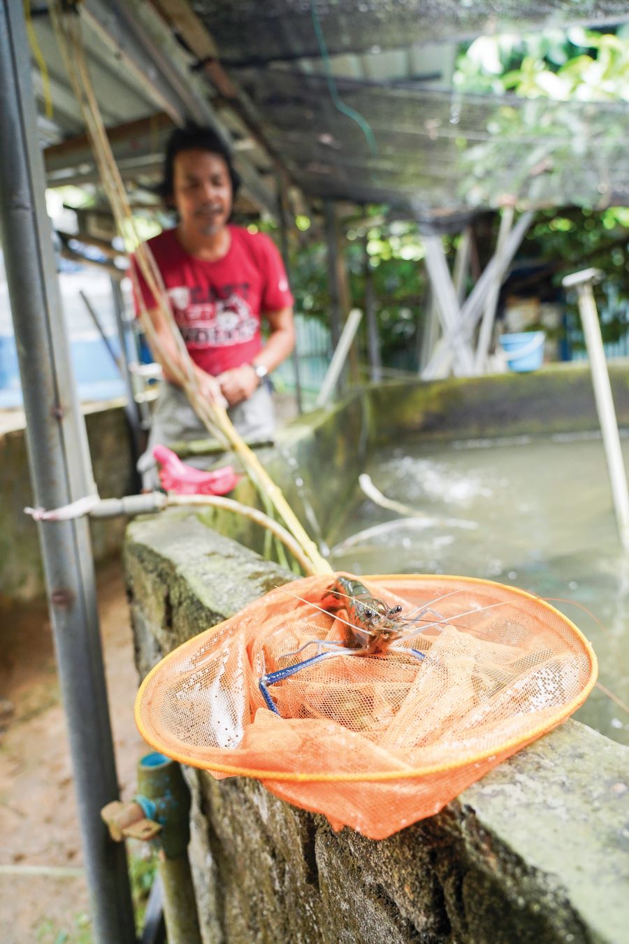 Nikmat berbeza pancing udang galah kolam - Kosmo Digital