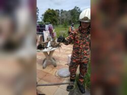 Satu jentera bomba datang tangkap ular halus - Kosmo Digital