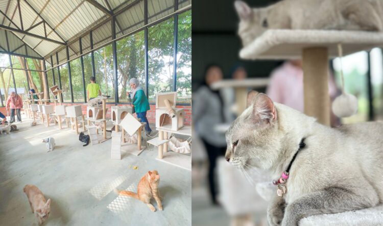 taman kucing cyberjaya Archives - Kosmo Digital