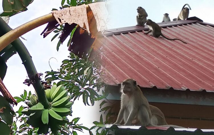 Monyet bikin penduduk Rengit resah - Kosmo Digital