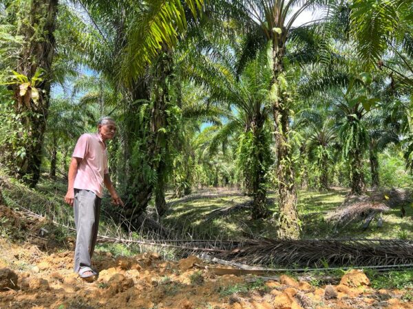 Pak belang terkam 10 lembu peneroka Felda Perasu - Kosmo Digital