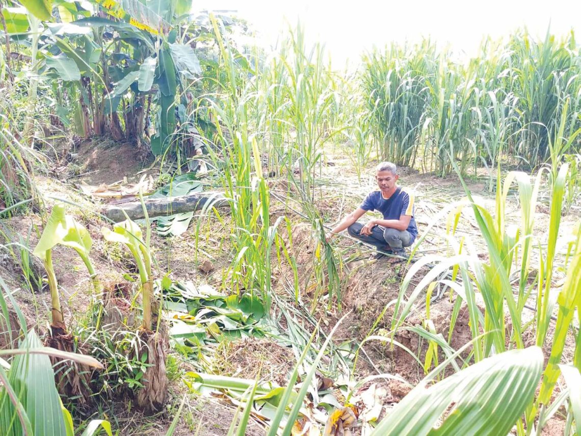 Gajah liar ancam pekebun di Sik - Kosmo Digital