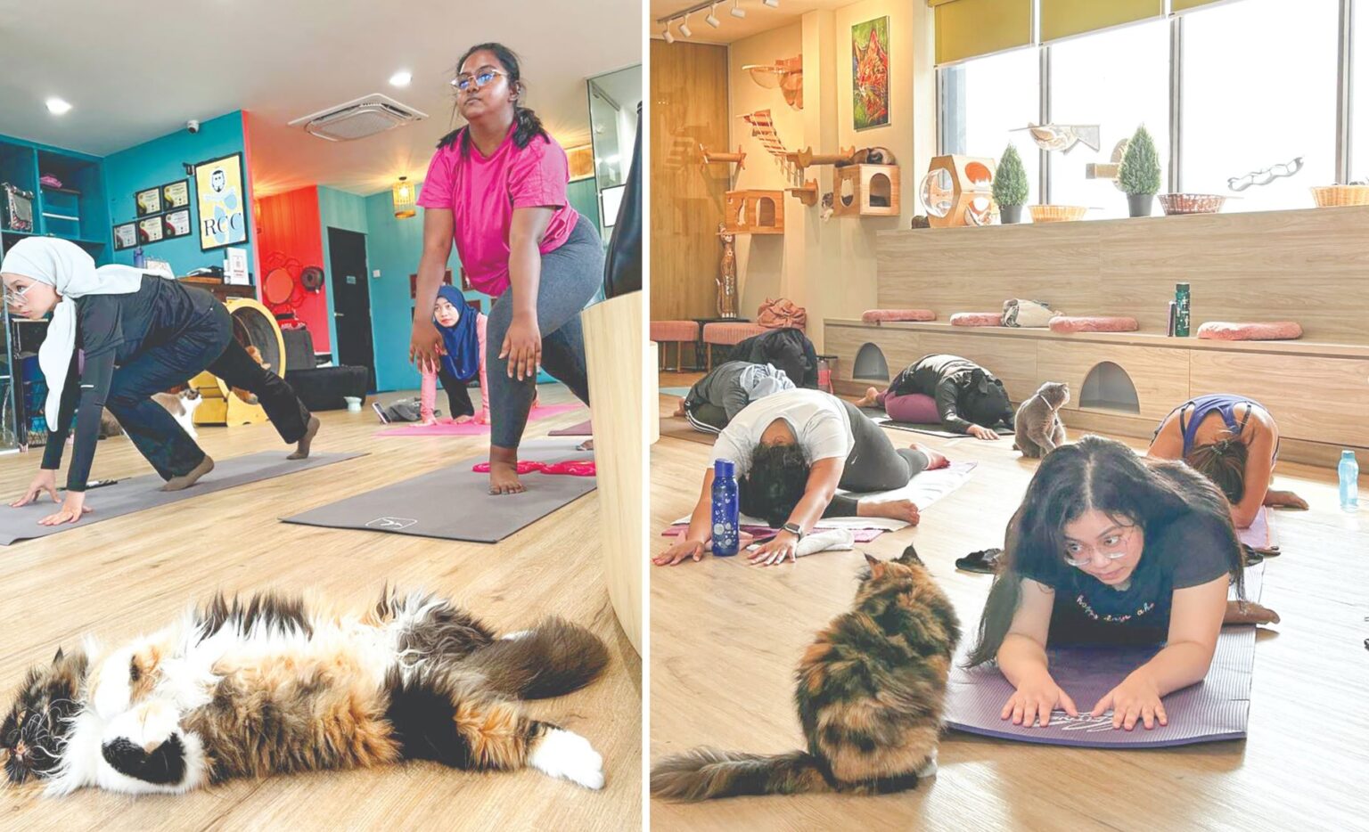 Yoga bersama kucing, 'gangguan' si bulus bantu lebih fokus - Kosmo Digital