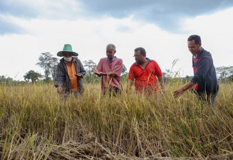 Perkukuh ekosistem sektor agromakanan - Kosmo Digital