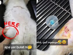Doktor jumpa guli melekat pada kaki kucing - Kosmo Digital