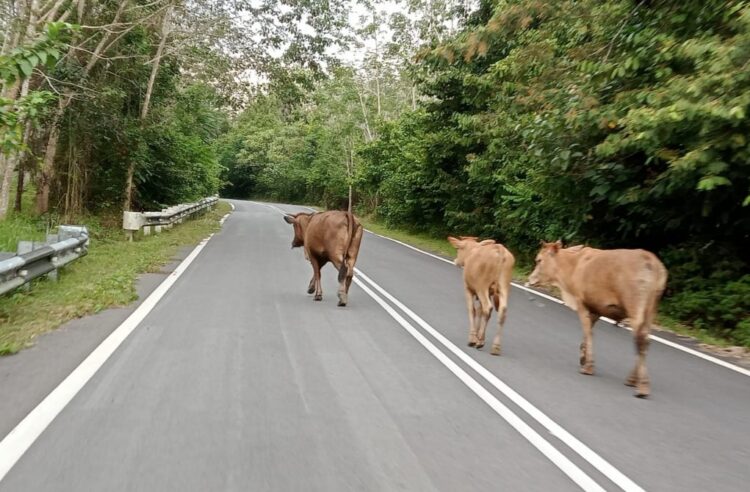 Kurung haiwan jangan sampai ada terkorban lagi - Kosmo Digital
