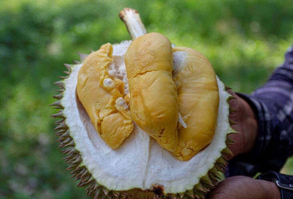Damak king RM50 sekilo, musang king RM15 sahaja - Media Mulia
