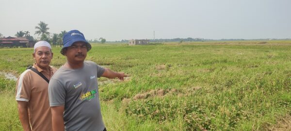1,200 pesawah susah hati, padi rosak sebab jadual pelepasan air - Kosmo ...